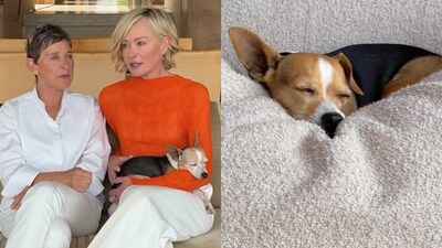 Ellen DeGeneres, Wife Portia De Rossi's Rescue Dog Passes Away: 'He ...