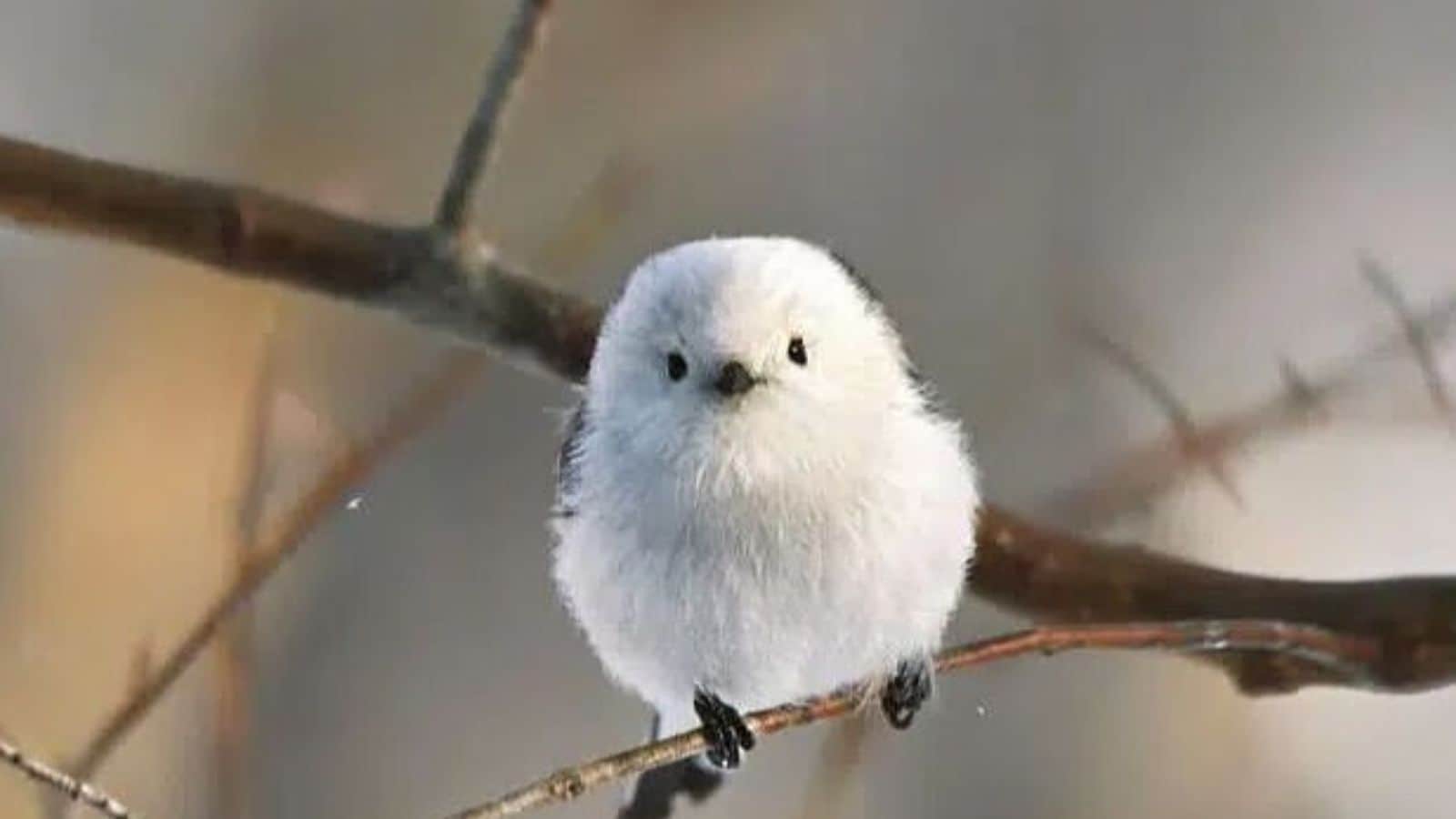 Is Japanese Snow Fairy Bird The Most Beautiful Creature Ever? Internet ...