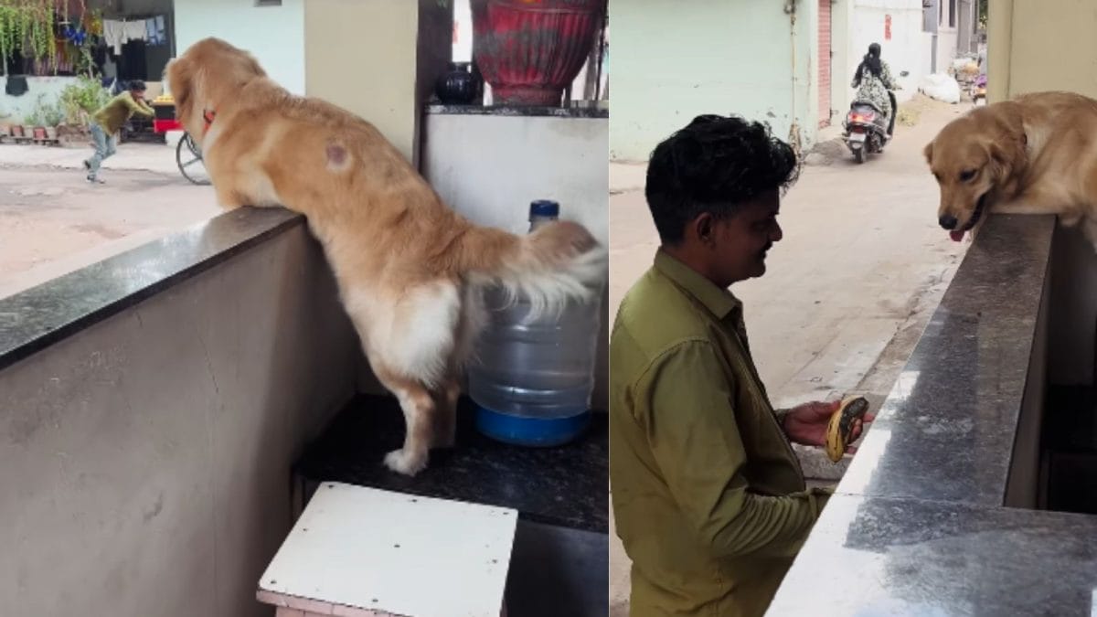 Watch: Dog’s ‘Fruit Tax’ Trick With Local Vendor Is The Cutest Thing On ...