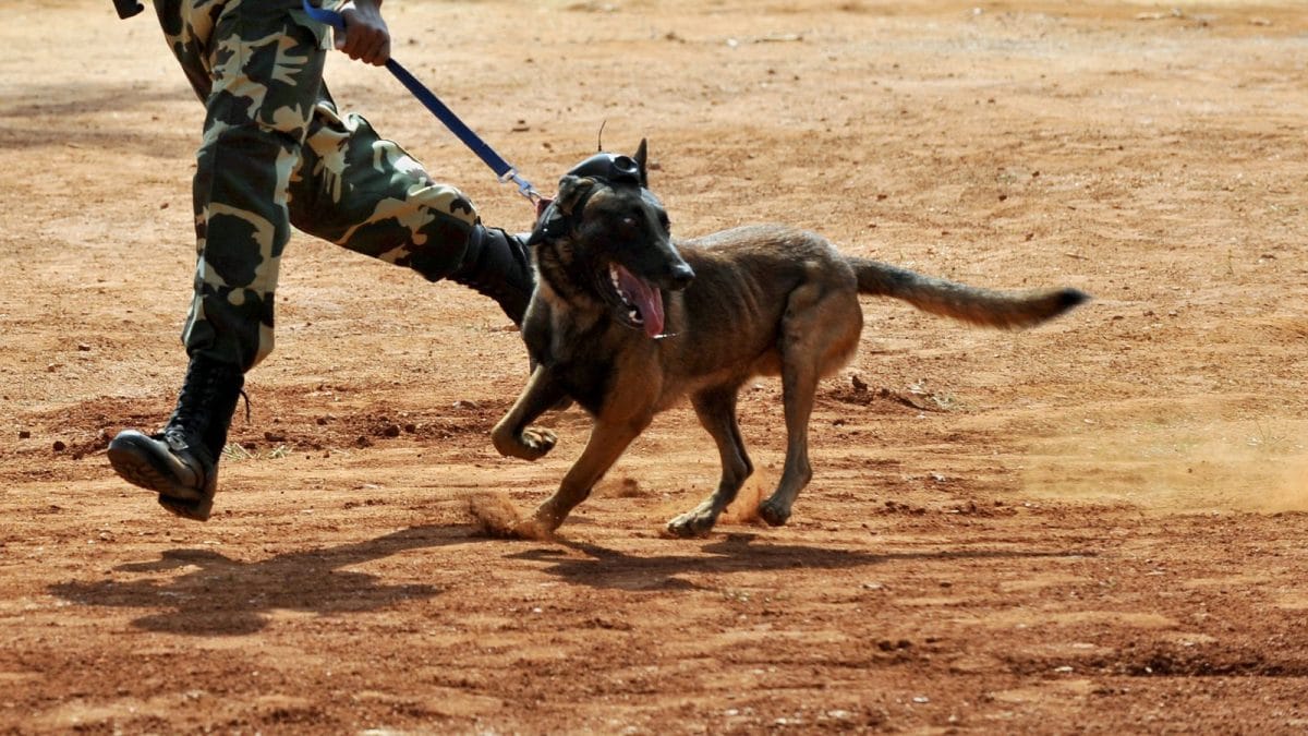 Chhattisgarh: CRPF Dog Killed In Bee Attack During Anti-Naxal Operation ...