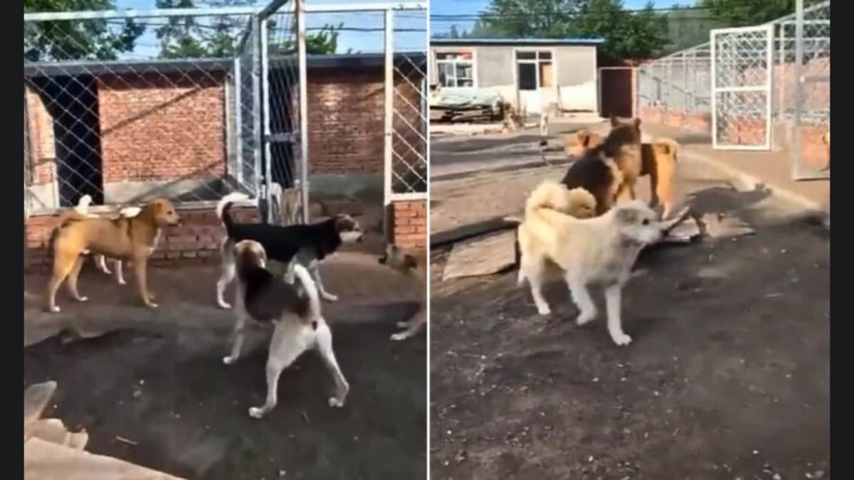 This Viral Dog Video Perfectly Captures What It Means To Be The Real ...