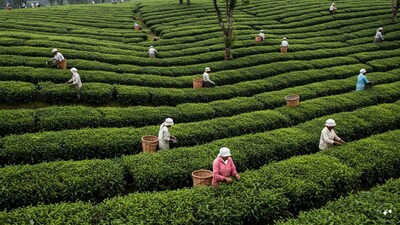 International Tea Day 2025: History, Significance, Quotes And Chai's ...