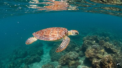 World Turtle Day 2025: History, Significance, Key Facts, Celebrations ...