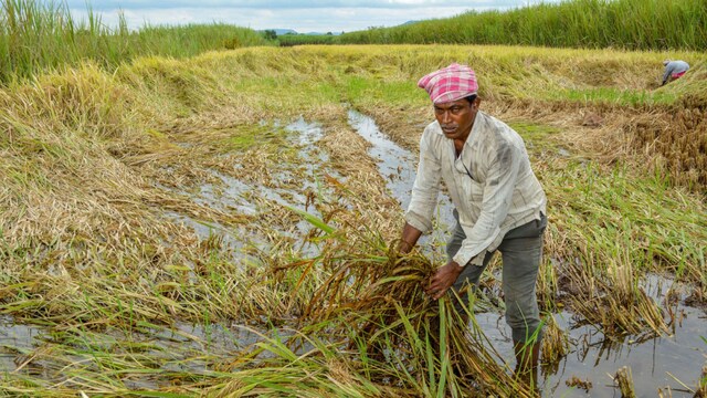Government Approves Rs 2.07 Lakh Crore MSP For Kharif Crops For 2025-26 | Economy News - News18