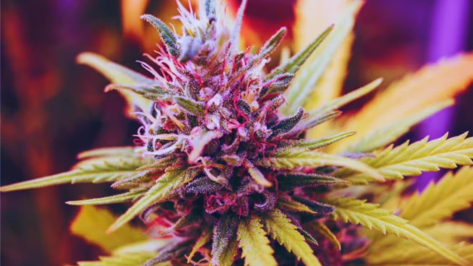 Police Burn 20kg Of Confiscated Weed, An Entire Town Is Stoned Now ...