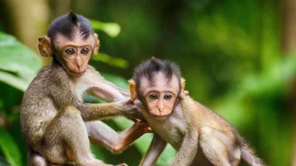 UP: 6 Monkeys Found Dead In Budaun; Police Suspect Poisoning - News18