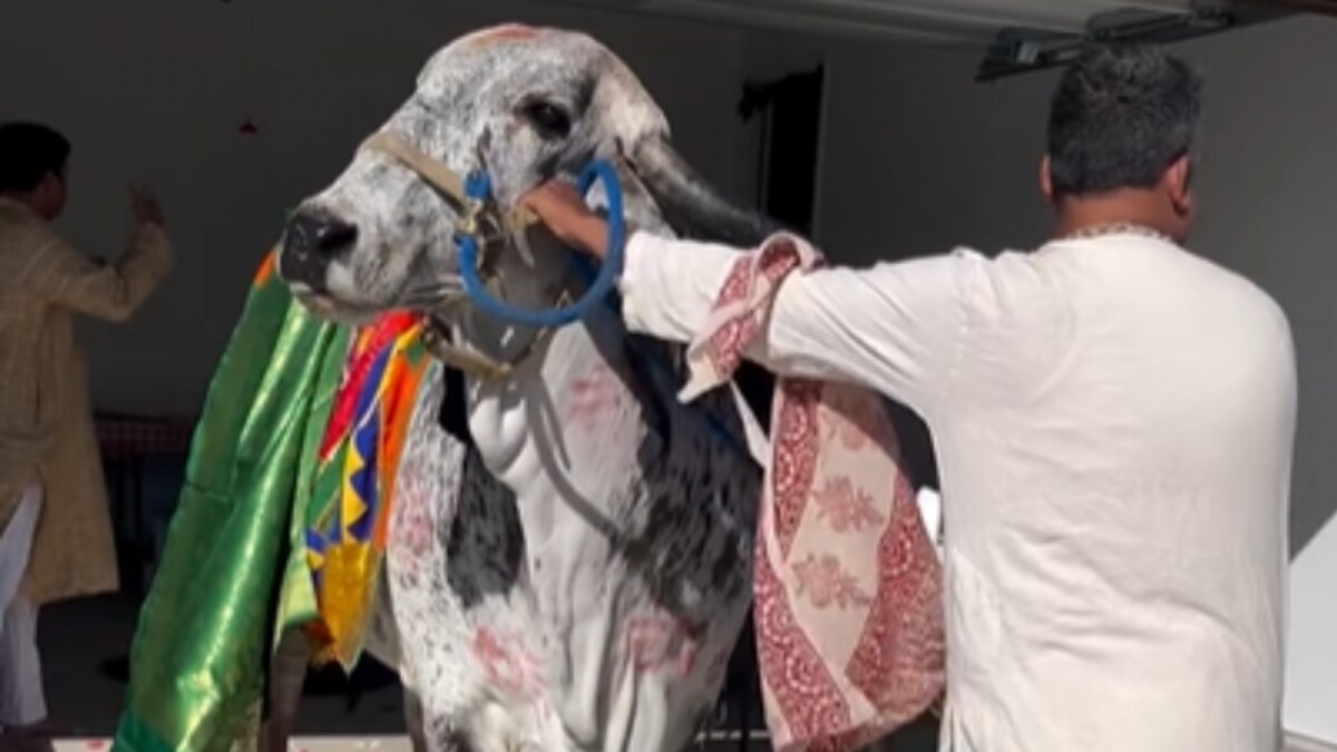 Indian Family Welcomes ‘Sacred’ Cow At Housewarming Ceremony In US ...