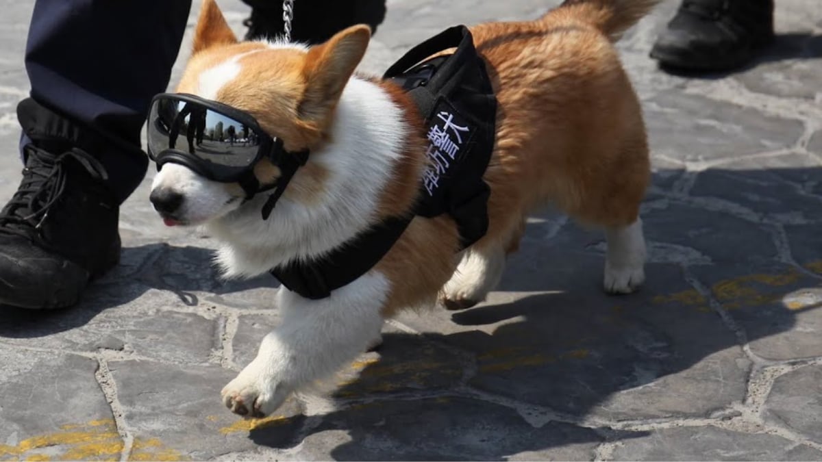 Fu Zai, The Corgi, Becomes China’s First Official Police Dog Of His ...