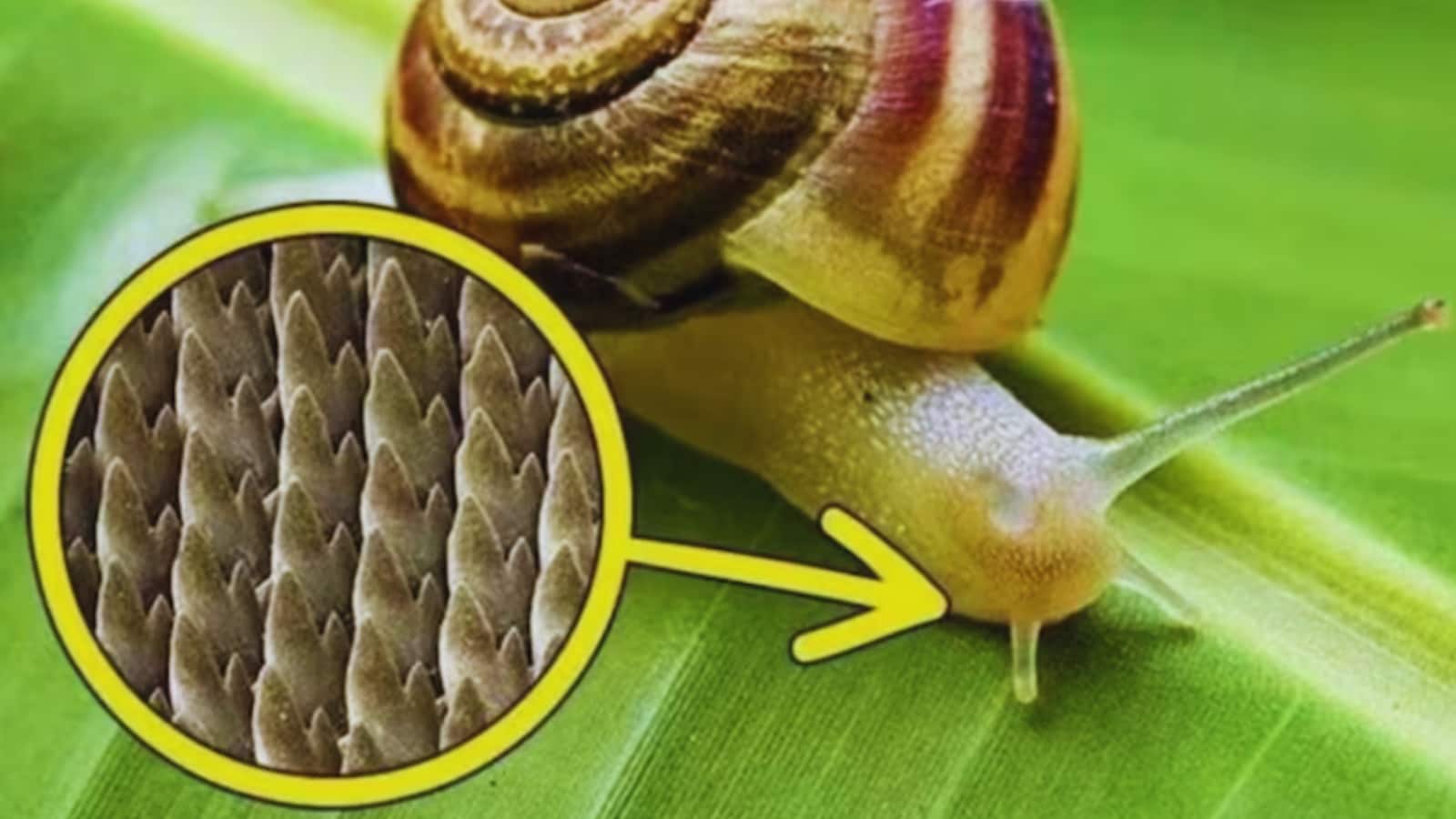Did You Know, This Tiny Creature Has 25,000 Teeth? | Viral News - News18
