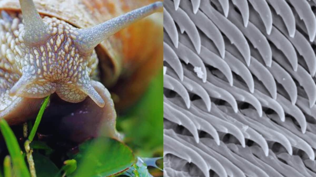 Did You Know, This Tiny Creature Has 25,000 Teeth? | Viral News - News18