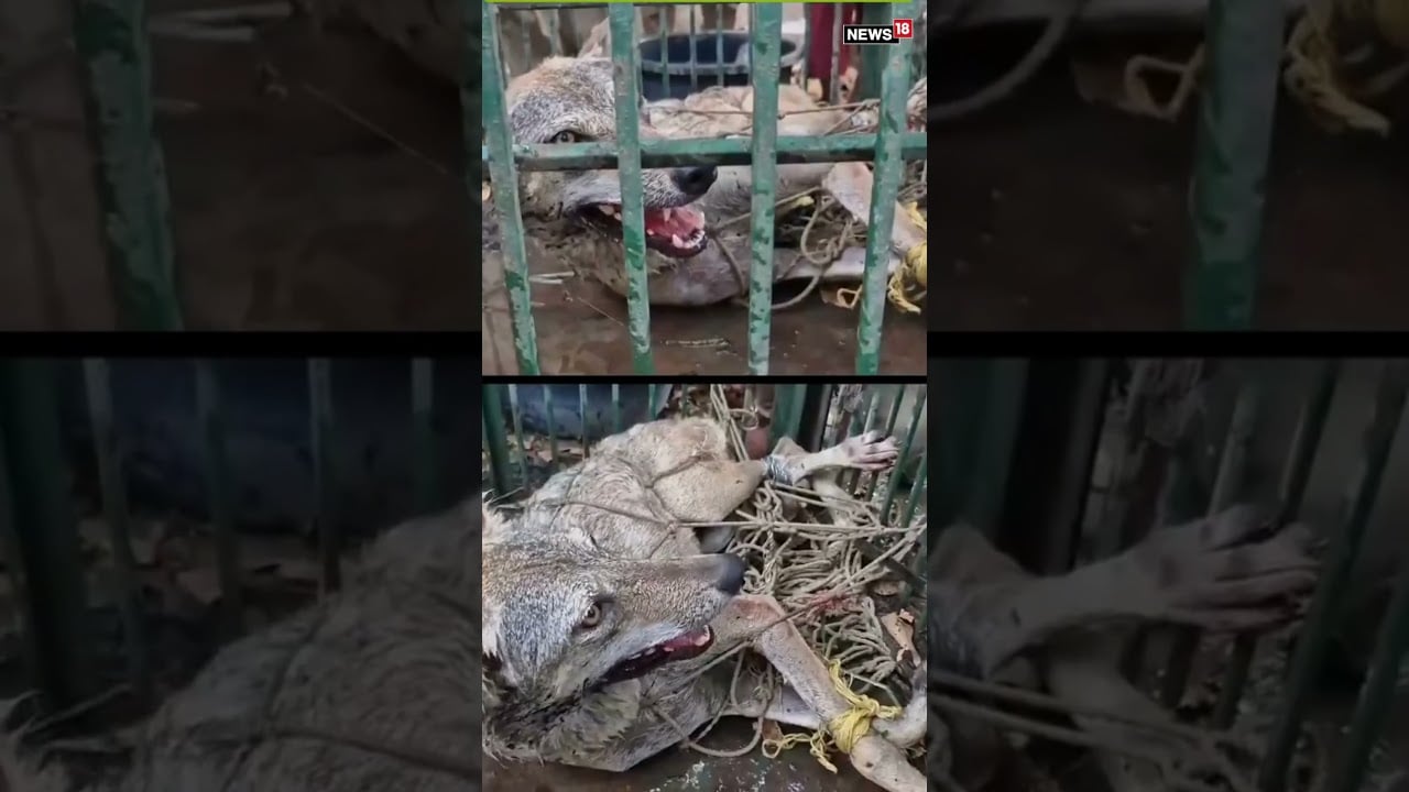 Female Wolf Caught In Uttar Pradesh's Bahraich, Days After Fatal Attack ...