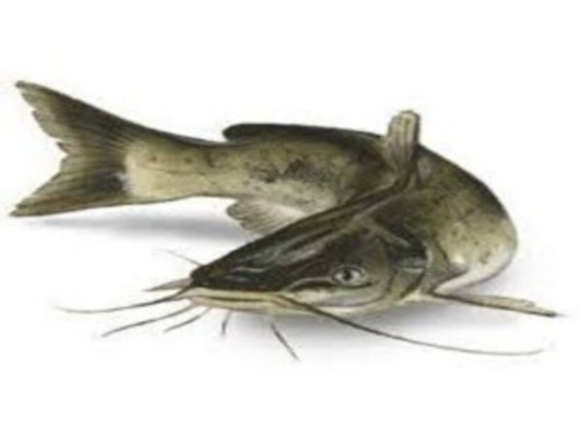 Thai Mangur Fish: పొరపాటున కూడా ఈ చేపను తినకండి.. పోతారు బాబోయ్ ...