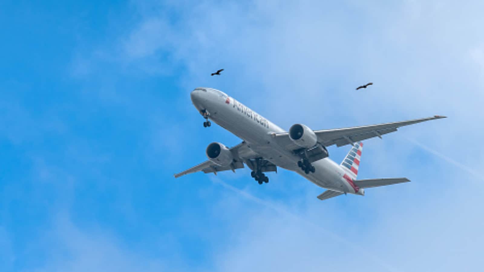 How A Single Bird Can Cause Big Trouble For A Giant Plane Mid-Air ...