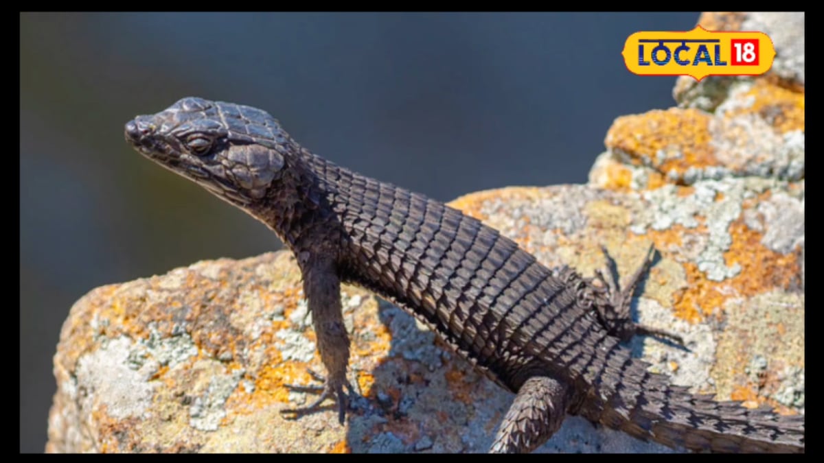 Black Lizards On Your Wall? Here’s The Toxic Truth You Didn’t Know ...