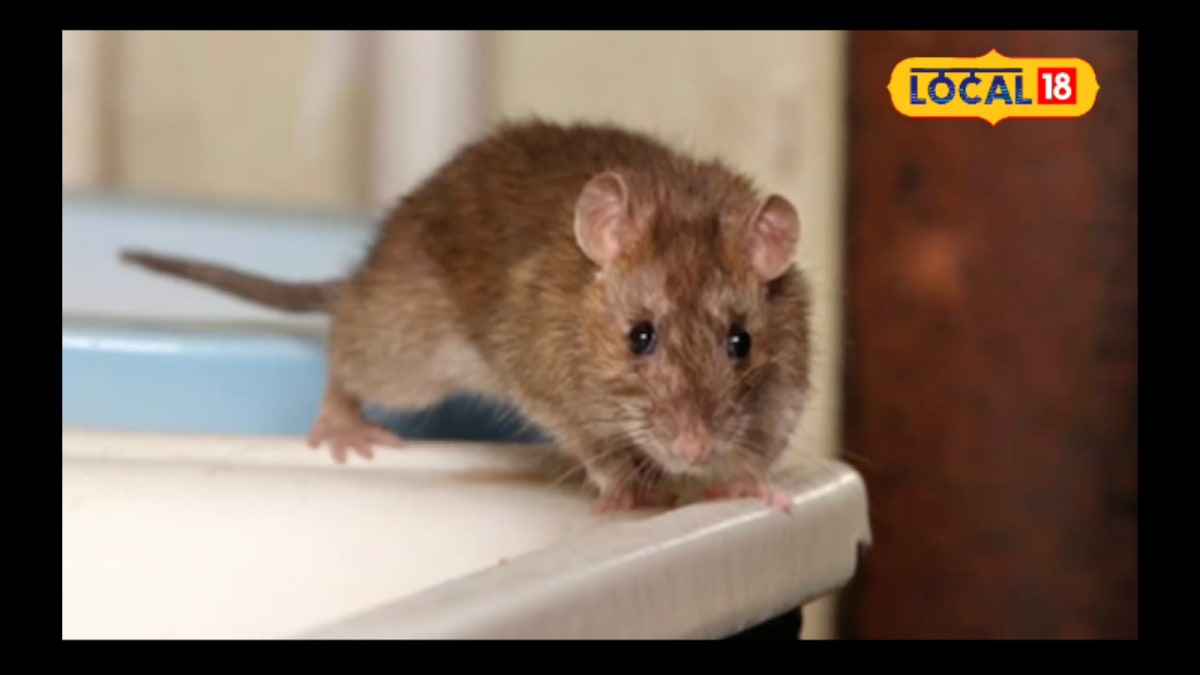 No Poison Needed: This Common Kitchen Spice Can Help You Get Rid Of ...