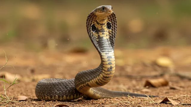 Why It's Impossible For Snakes To Slither Backwards | Viral News - News18