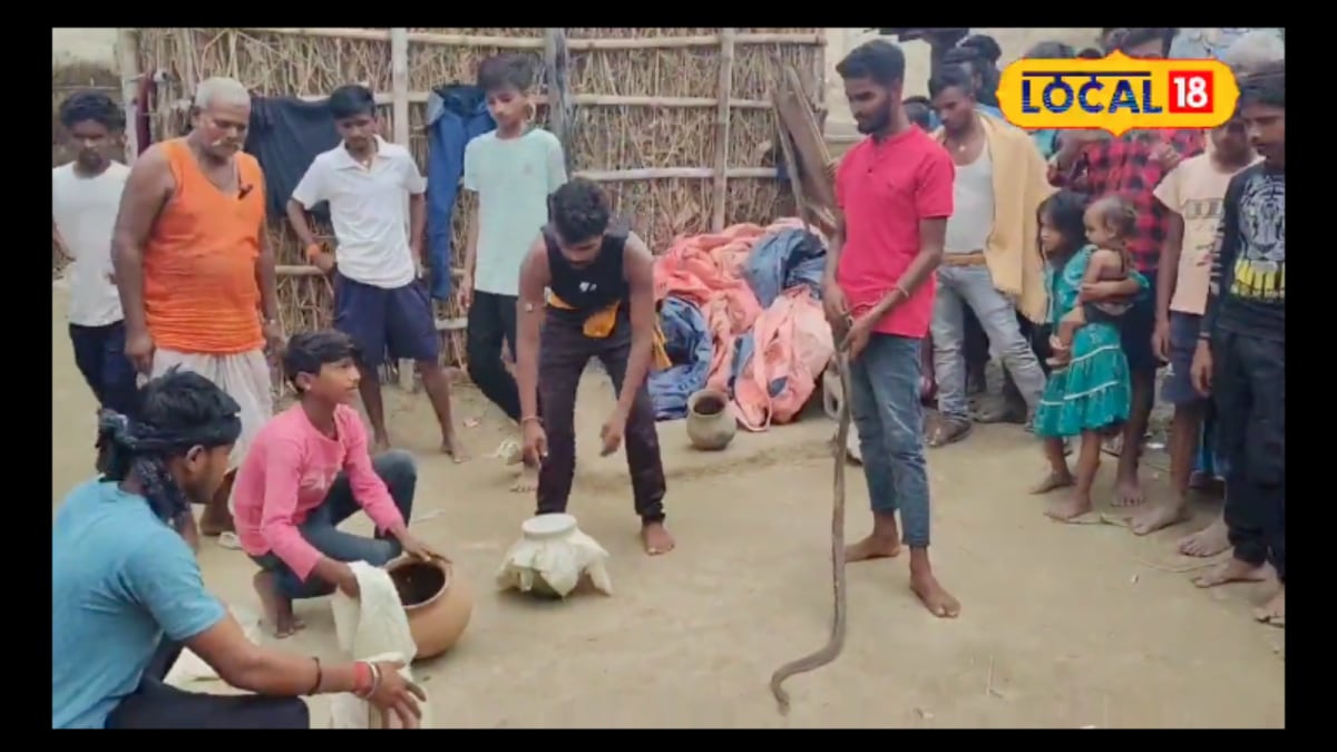Engineer By Degree, Snake Saviour By Destiny: This Bihar Man Lives With ...