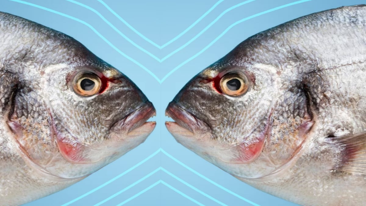 6 Types Of Fish You Should Have To Control Cholesterol