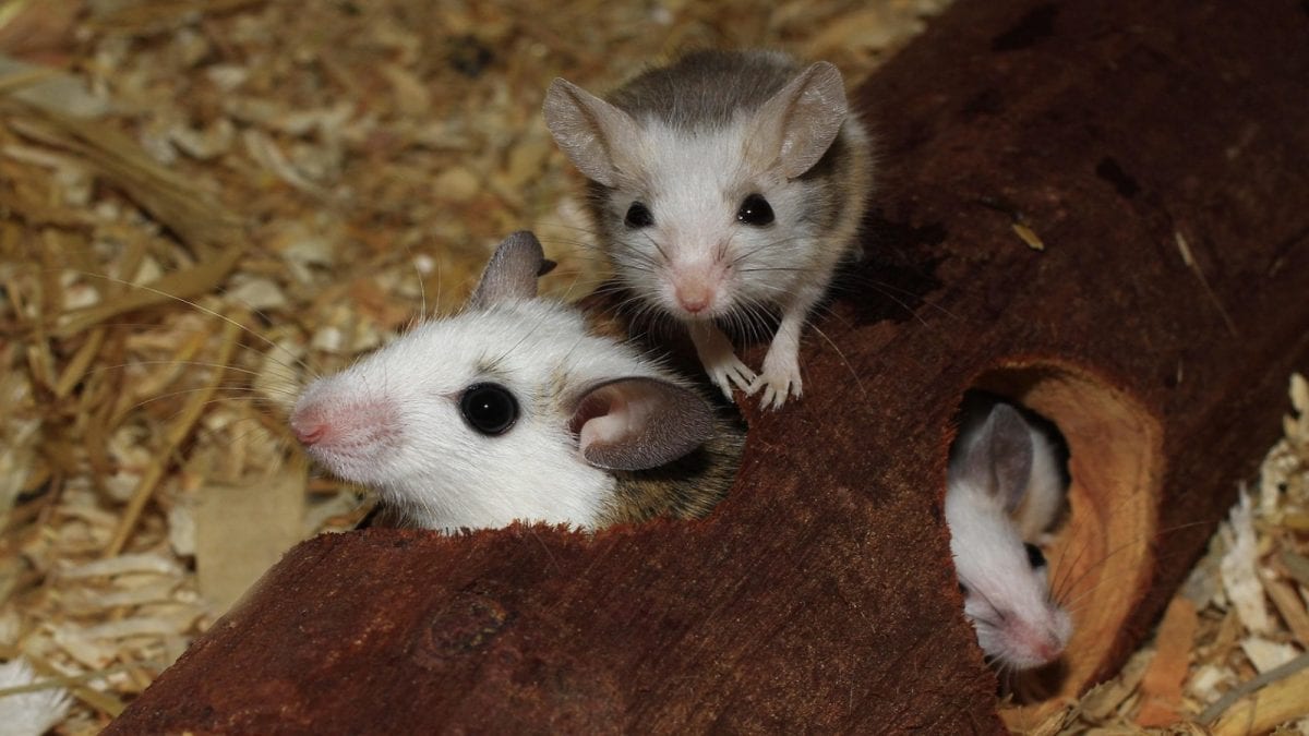 A Scientific First: Mice Born To Two Fathers Grow Up And Have Babies Of ...