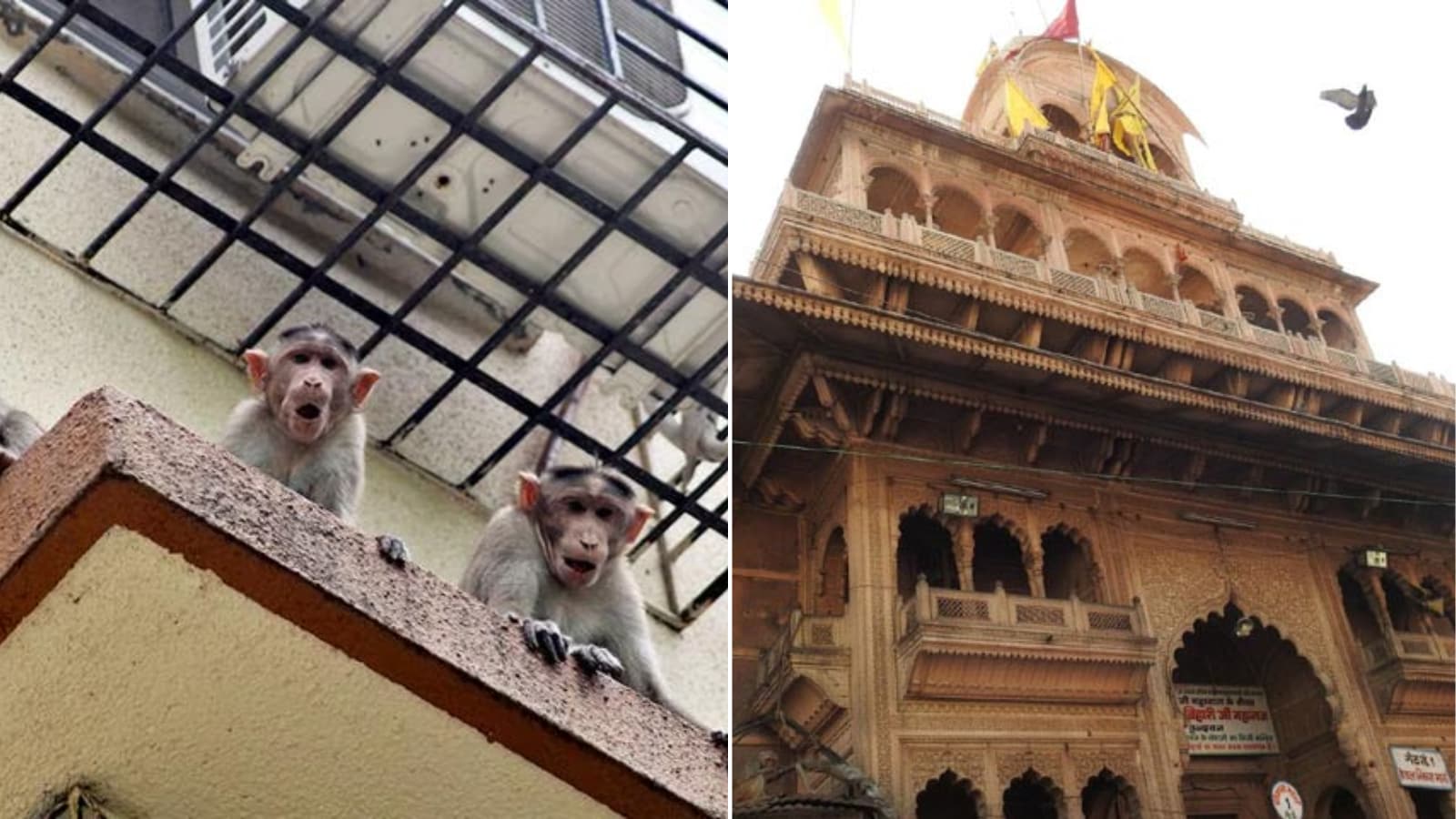 Monkey Turns Thief, Snatches Bag With Rs 20 Lakh Jewellery Near Banke ...
