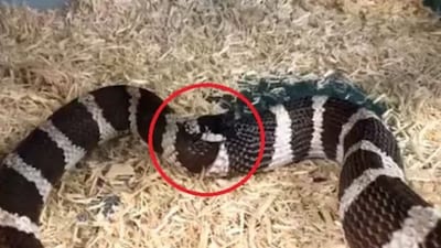 Why Do Snakes Sometimes Eat Themselves Alive? | Viral News - News18