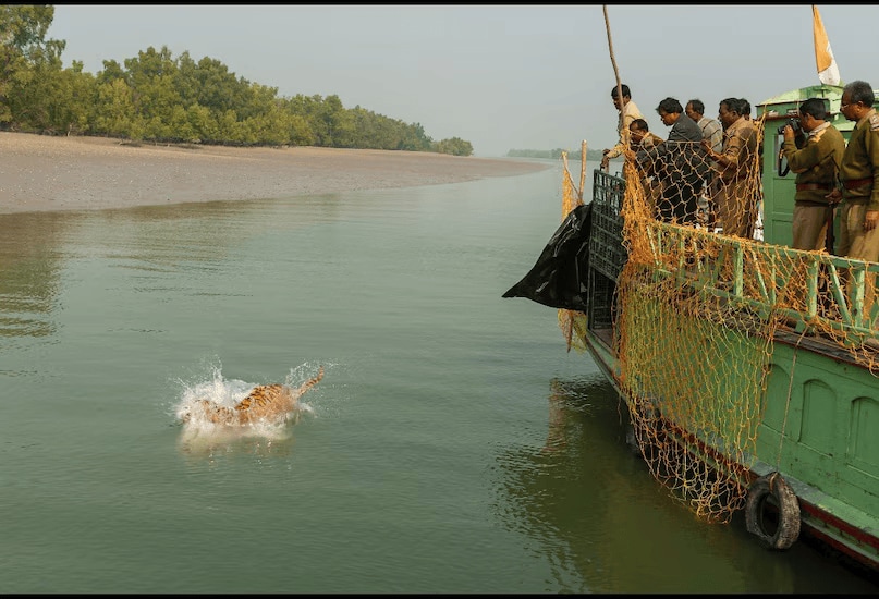 Tiger’s Leap To Freedom Goes Viral On World Environment Day | Pics