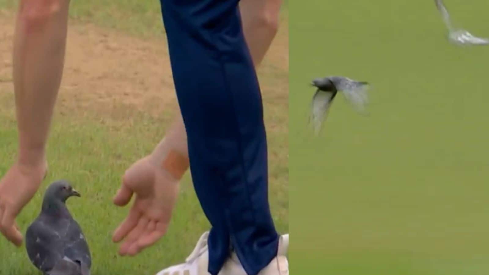 'Bird Halt': Ball Strikes Pigeon At The Oval In England Vs West Indies ...