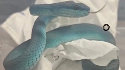 Mumbai Customs Seizes 52 Exotic Reptiles In Major Wildlife Smuggling ...