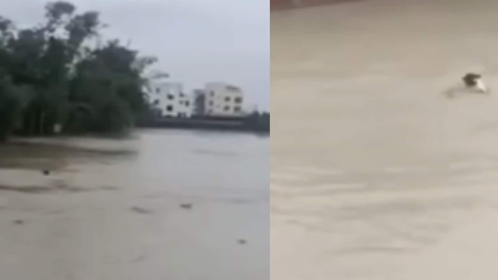 Watch: Man Risks It All To Save Drowning Dog In Manipur Floods | Viral ...