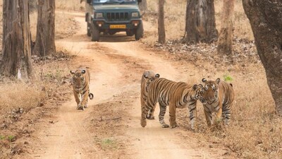 Rajasthan's Sariska Tiger Reserve Under Threat As Mining Push Prompts ...