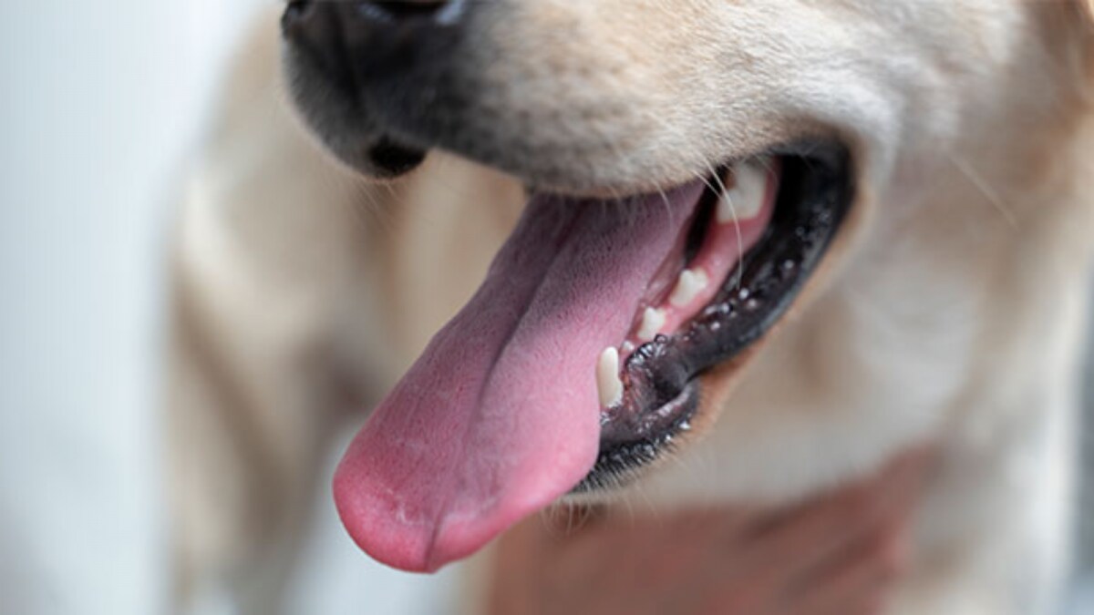 In China, Dogs’ Teeth Removed Without Anaesthesia To ‘Ward Off Evil ...