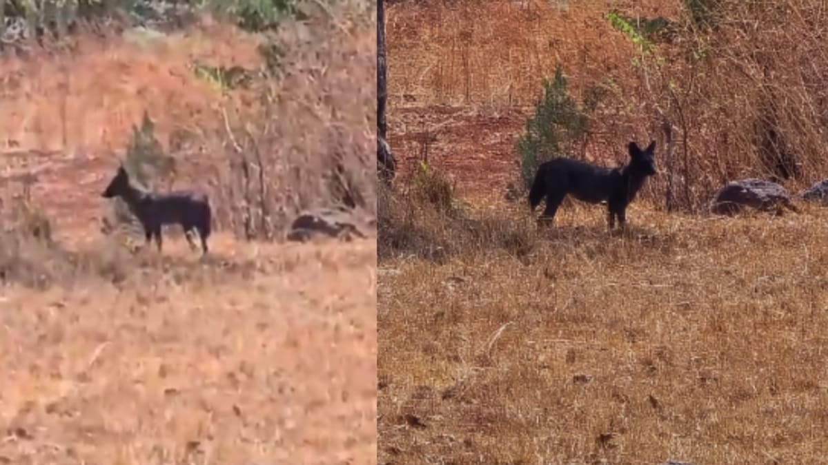 Spotted In India After 90 Yrs, What Makes This 'Black Dog' Of ...