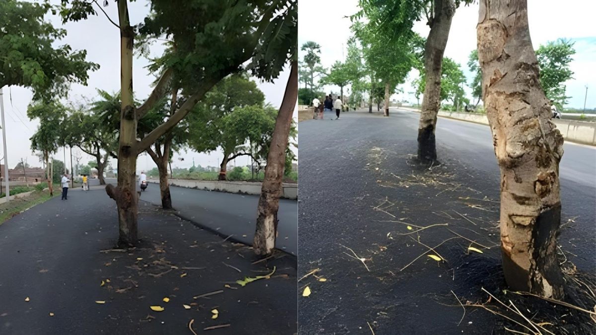 Bihar’s Rs 100-Crore Road Has One Flaw. Trees Still Stand In Middle ...