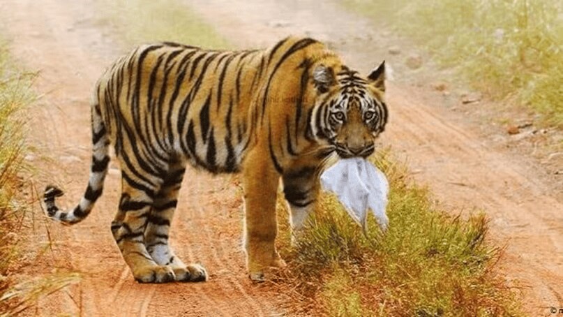 Tiger’s Leap To Freedom Goes Viral On World Environment Day | Pics