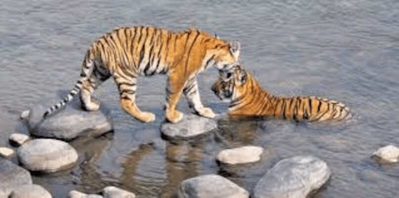 Tiger’s Leap To Freedom Goes Viral On World Environment Day | Pics