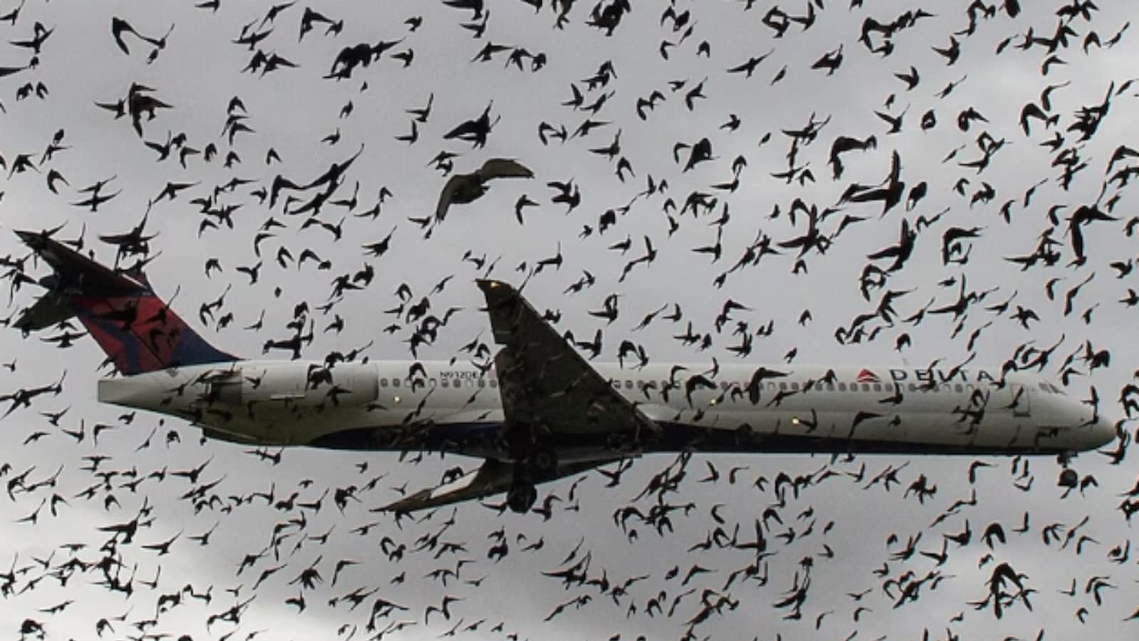 Why Dead Chickens Are Launched Into Aircraft Engines During Testing ...