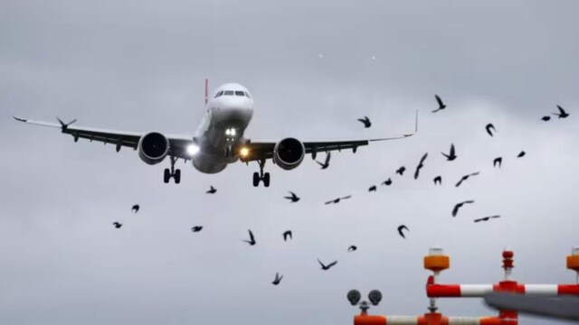 Can A Bird Strike Bring Down A Plane? | Explained | Explainers News ...