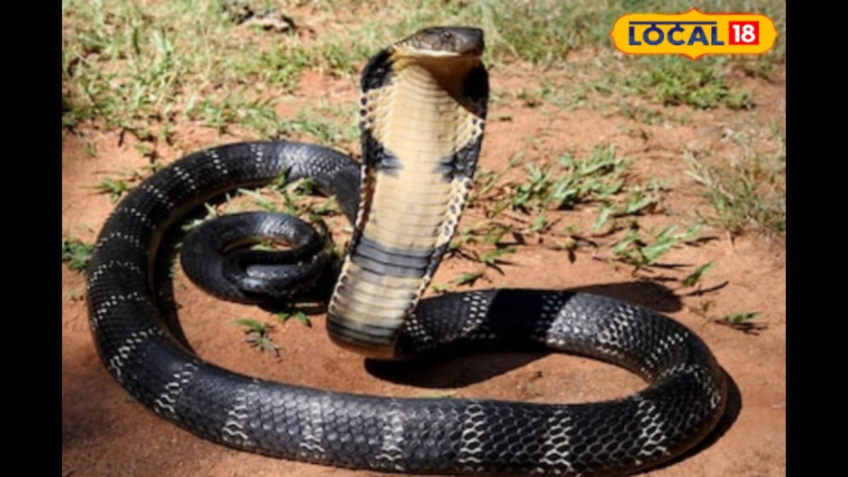 Tips And Tricks: Sprinkle These Everyday Kitchen Items To Keep Snakes Away