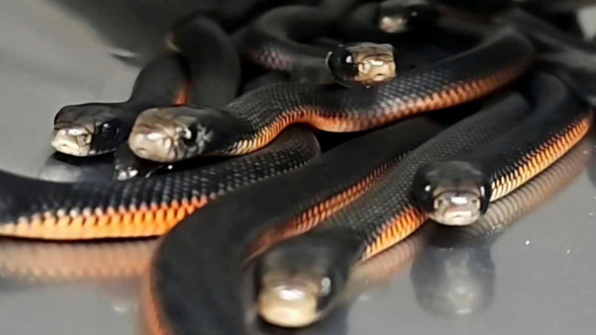 A Snake Mourned Its Dead Mate For 24 Hours. What Happened Next Shook ...