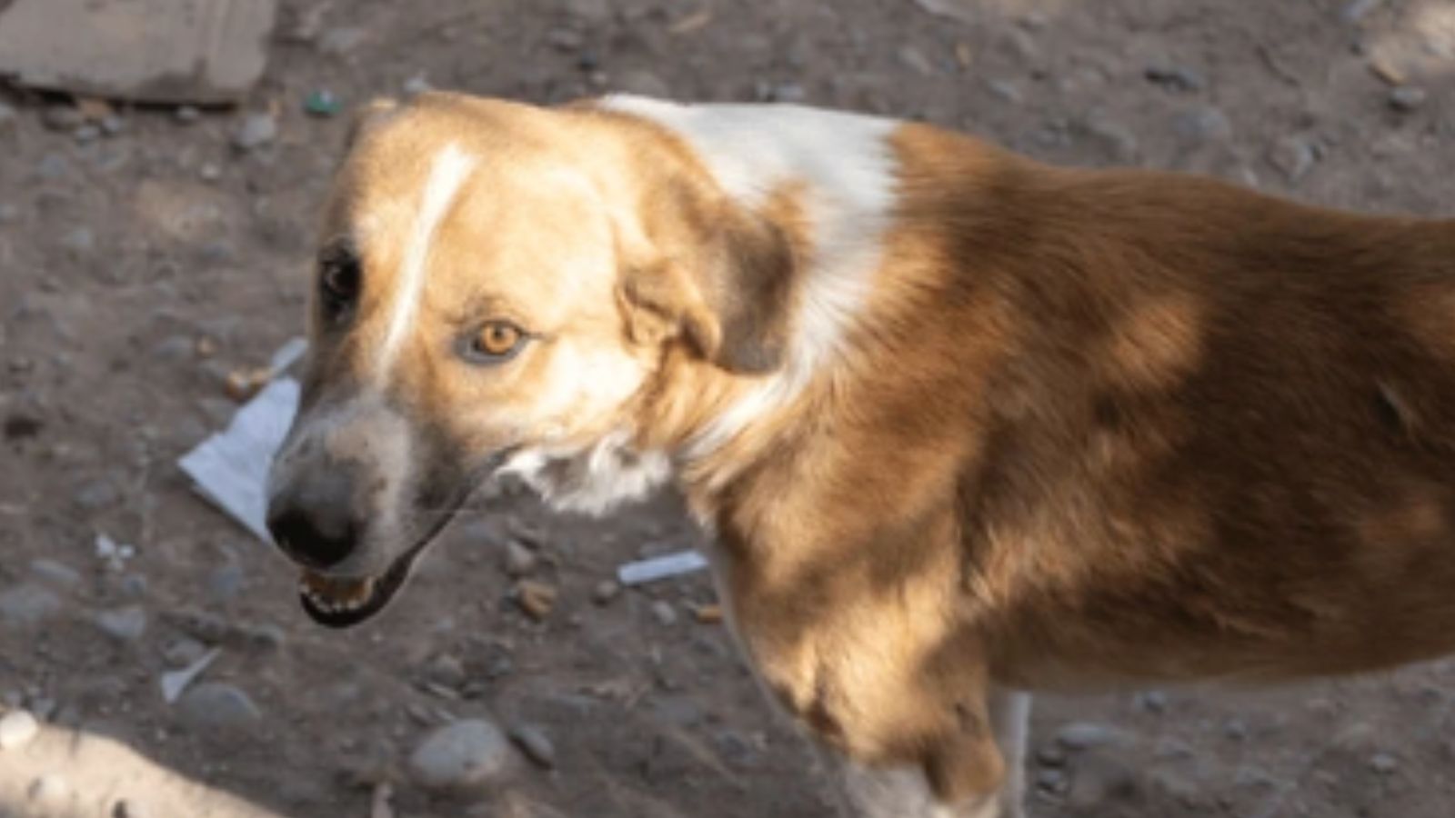 Torn Flesh, Visible Bones: Boy, 13, Mauled To Death By Stray Dogs In ...