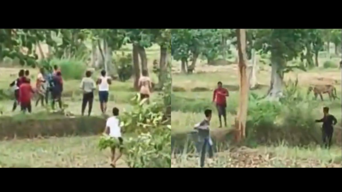 Youths Chase Tiger, Pelt Stones In Maharashtra; Big Cat Turns Back ...