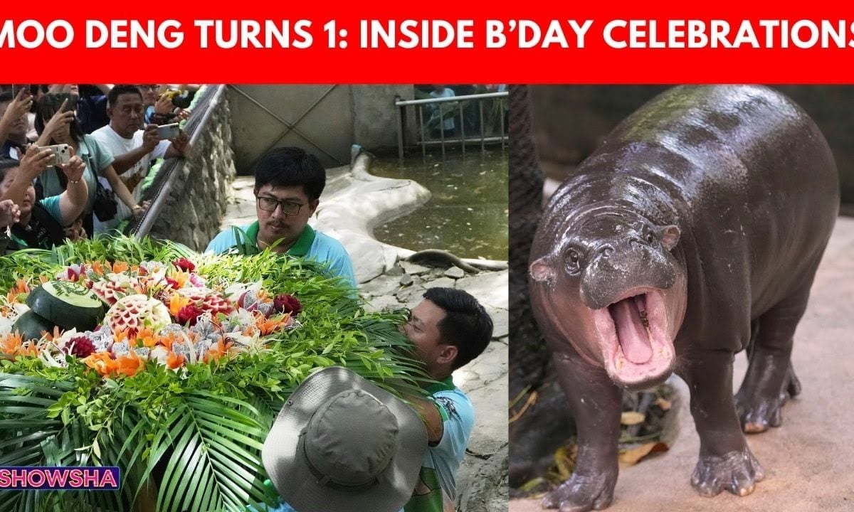 Baby Pygmy Hippo Superstar Moo Deng Celebrates First Birthday At ...
