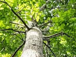 Tree Farming Goldmine: Invest Rs 200 In This Plant, Earn Rs 1 Lakh In ...