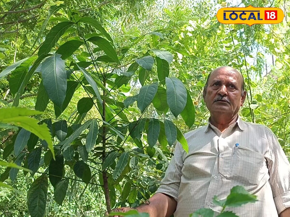 Tree Farming Goldmine: Invest Rs 200 In This Plant, Earn Rs 1 Lakh In ...