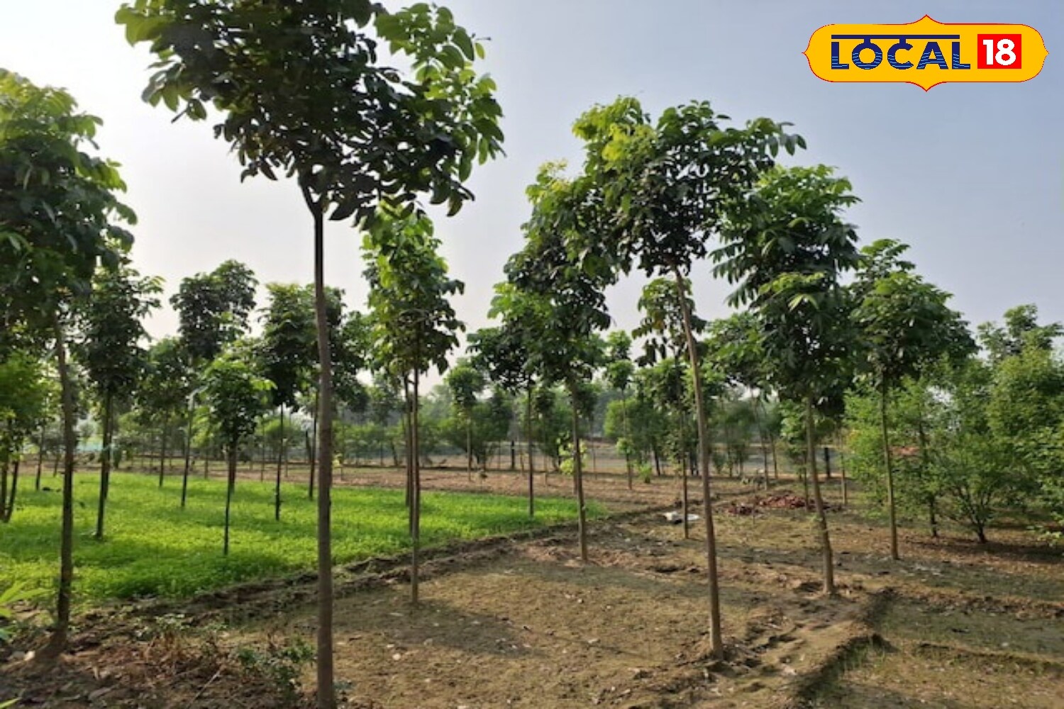 From Barren Land To Fortune: Plant This Tree And Earn Crores In 12 Years!