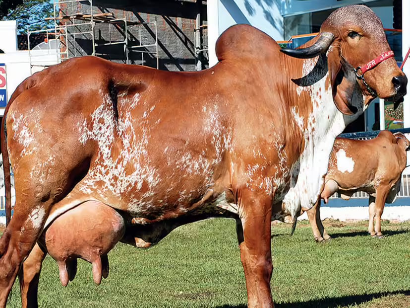World's Heaviest Cows: Gentle Giants That Weigh Over 2,000kg!