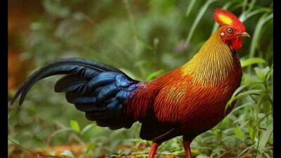 This Country In India's Neighbourhood Has A Chicken As Its National ...