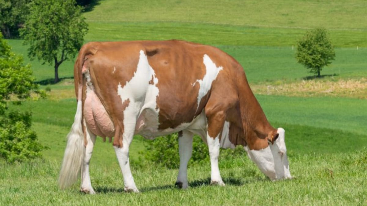 World's Heaviest Cows: Gentle Giants That Weigh Over 2,000kg!