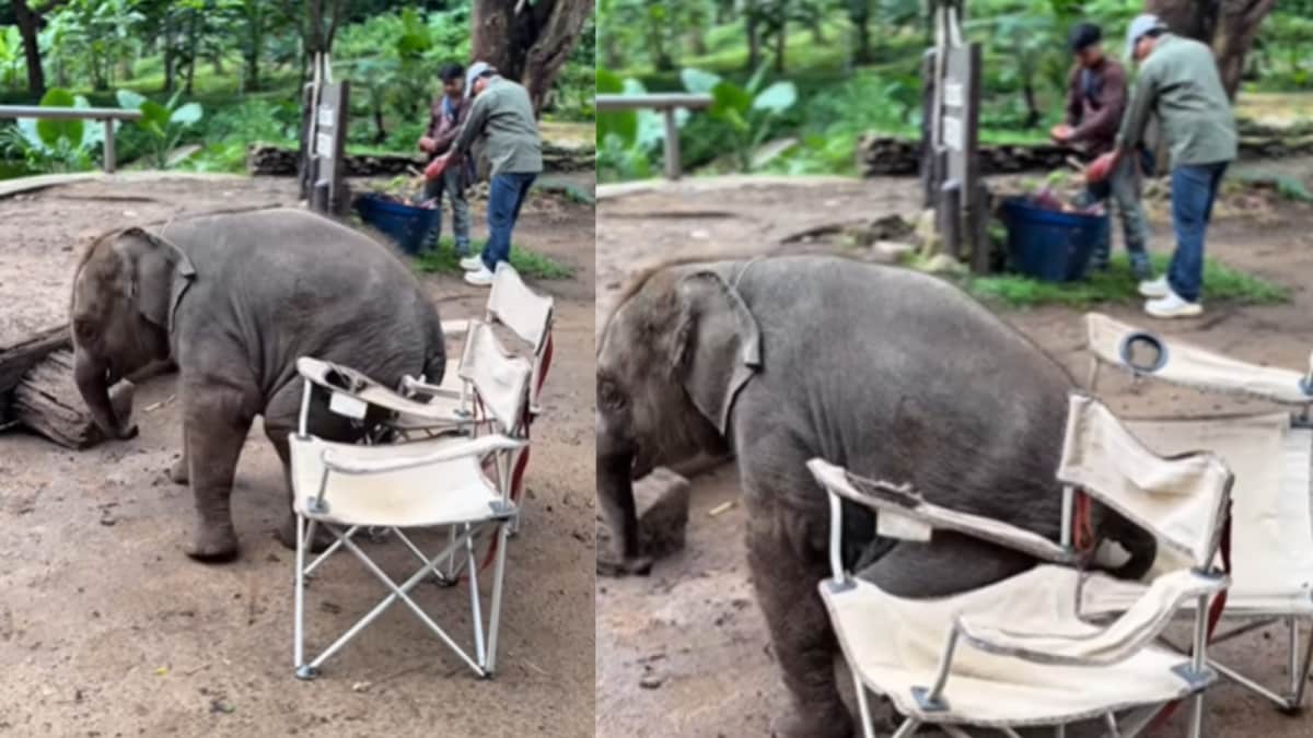 Viral Video Of Baby Elephant Trying To Sit On Chair Like A Human Is ‘So ...