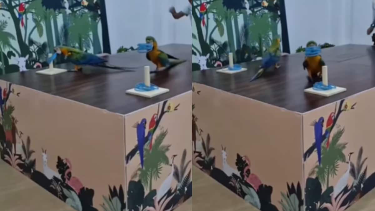 ‘Bro Uses 100% Brain’: Mischievous Parrot Goes Viral For Outsmarting ...